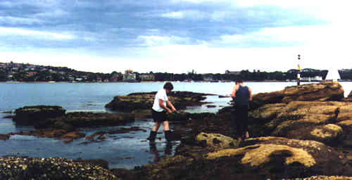 Sydney Sheller Single Issue